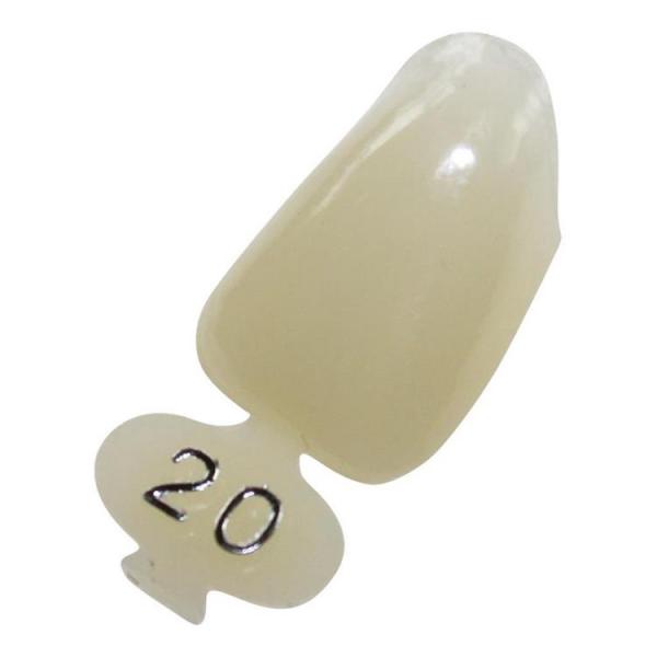 Translucent Temporary Polycarbonate Crowns Upp. Lateral Incisor (5pcs ...
