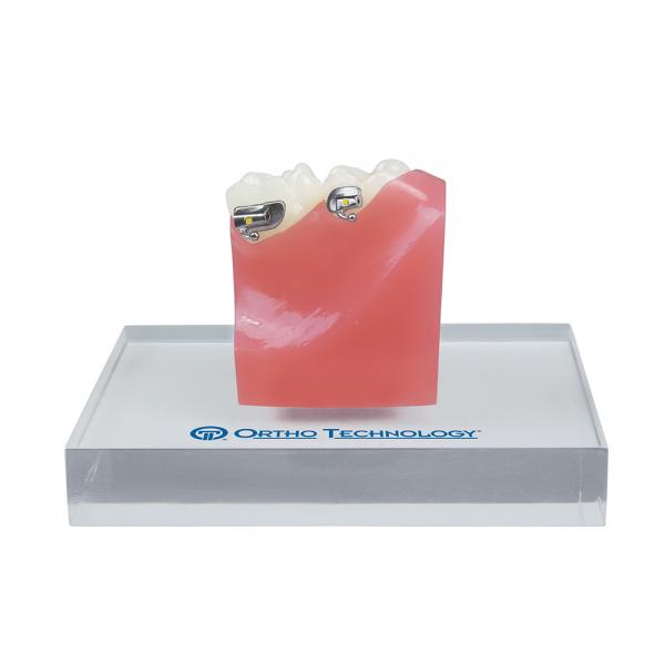 Mini Typodont with tubes - ORTHO TECHNOLOGY