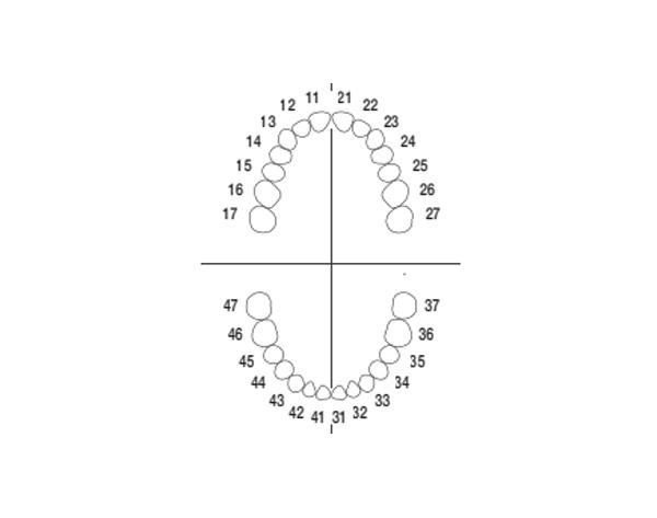ANA-4: Replacement teeth for Typodont ANA-4 V - FRASACO