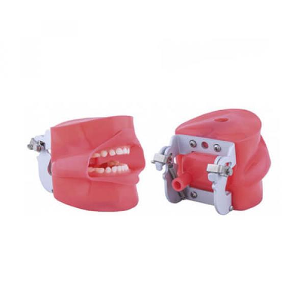 Simulator model: Dental phantom - Practice - Bader
