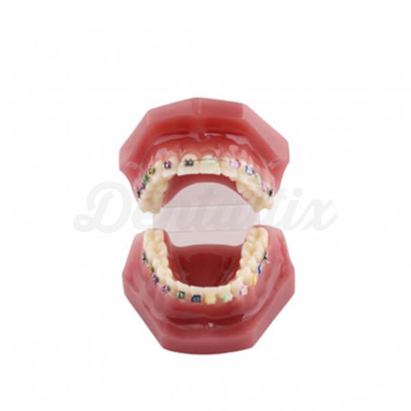 Tipodonto con Brackets Metálicos BADER - Dentaltix
