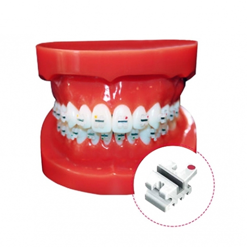 Tipodonto con Brackets ceramica R/M - SKS DENTAL